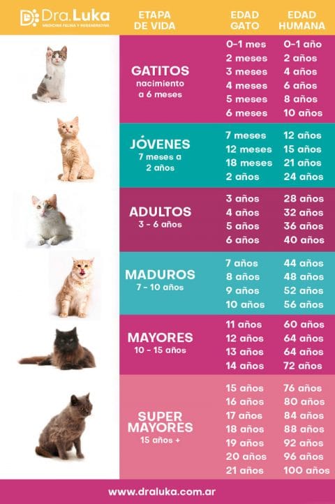 Medicina adaptada a cada etapa del gato | Dra. Luka Veterinaria Felina